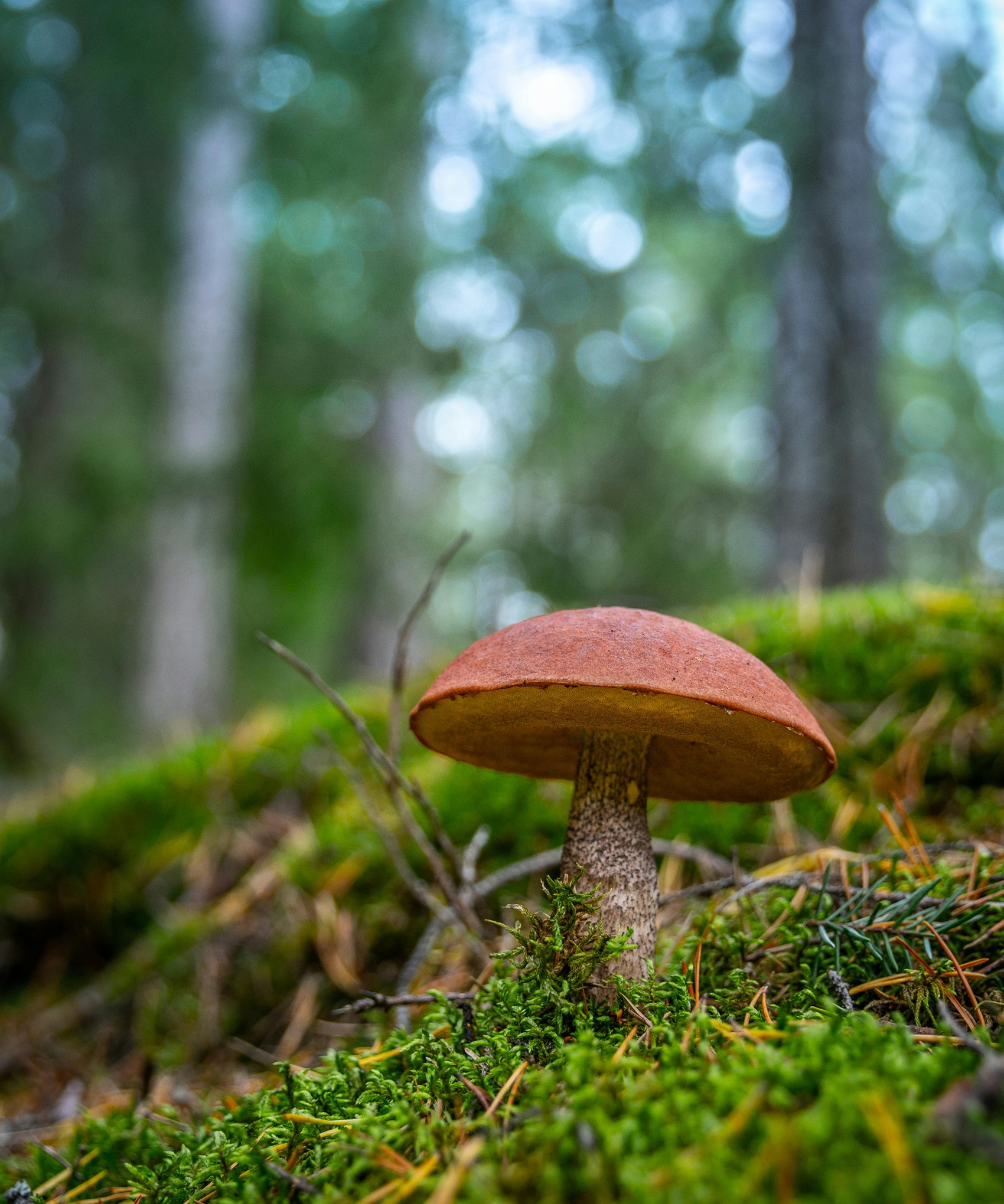 Does Chaga Mushroom Have Benefits For Dogs - Learn More